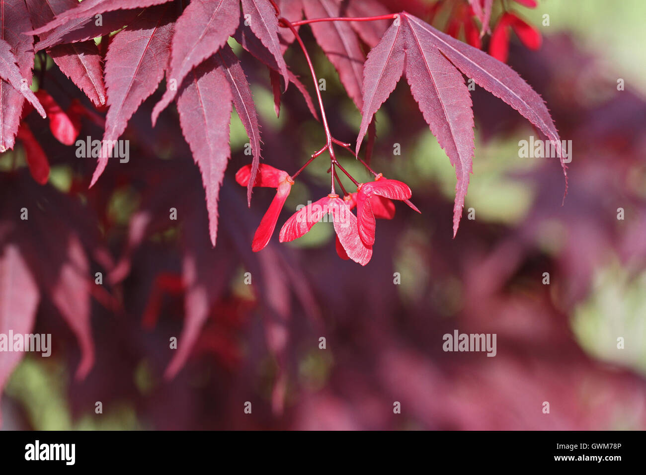 Japanese maple seed hi-res stock photography and images - Alamy