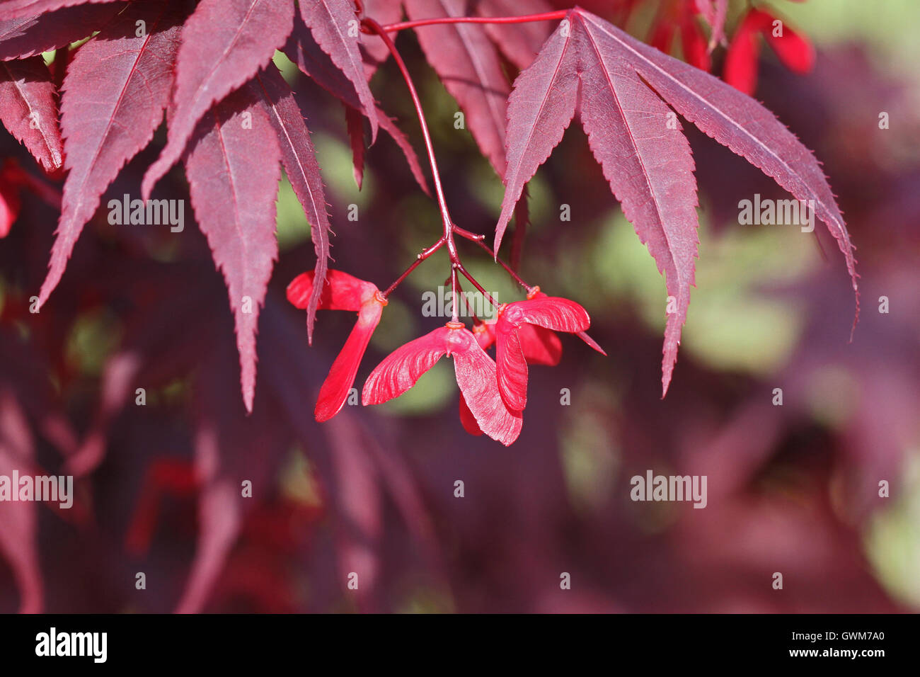 Acer Seed Pods High Resolution Stock Photography and Images - Alamy