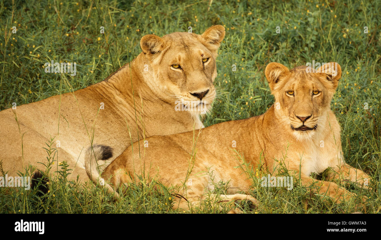 Lying laid down hi-res stock photography and images - Alamy