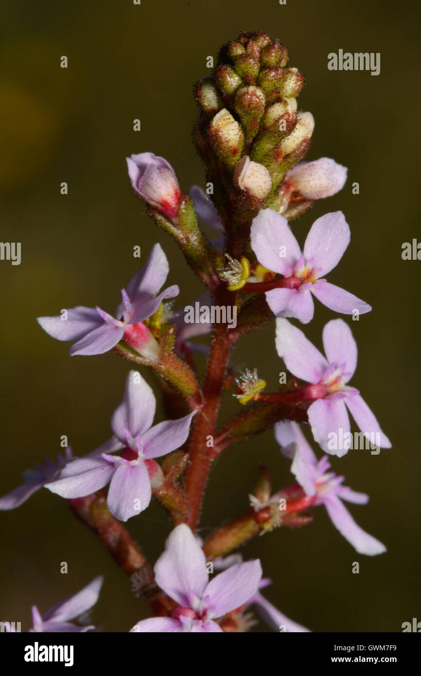 Grass Trigger Plant Stock Photo - Alamy