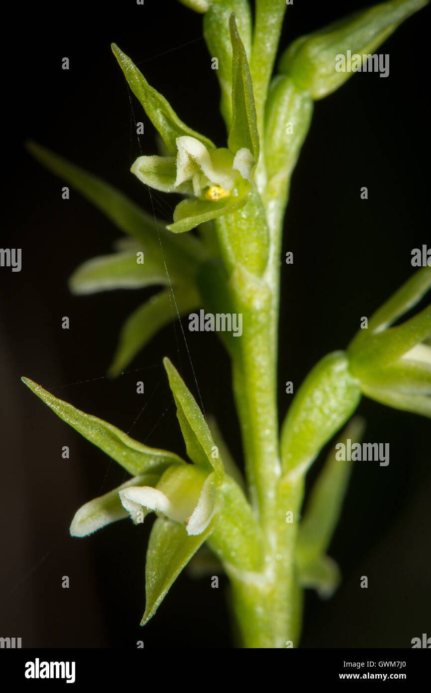 Australian native leek hi-res stock photography and images - Alamy