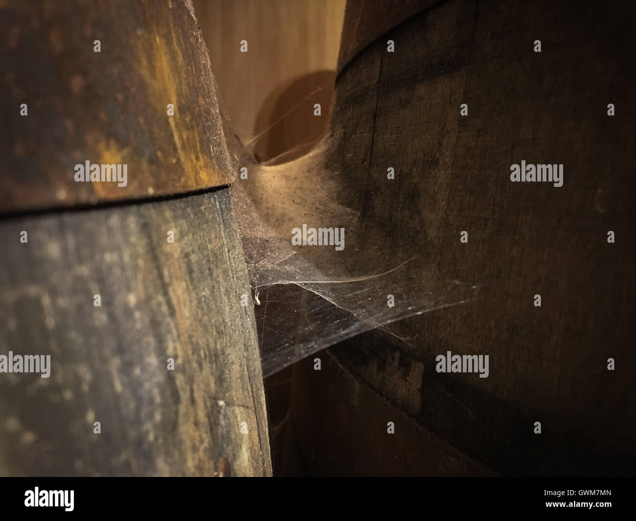 Mature spiders hi-res stock photography and images - Alamy