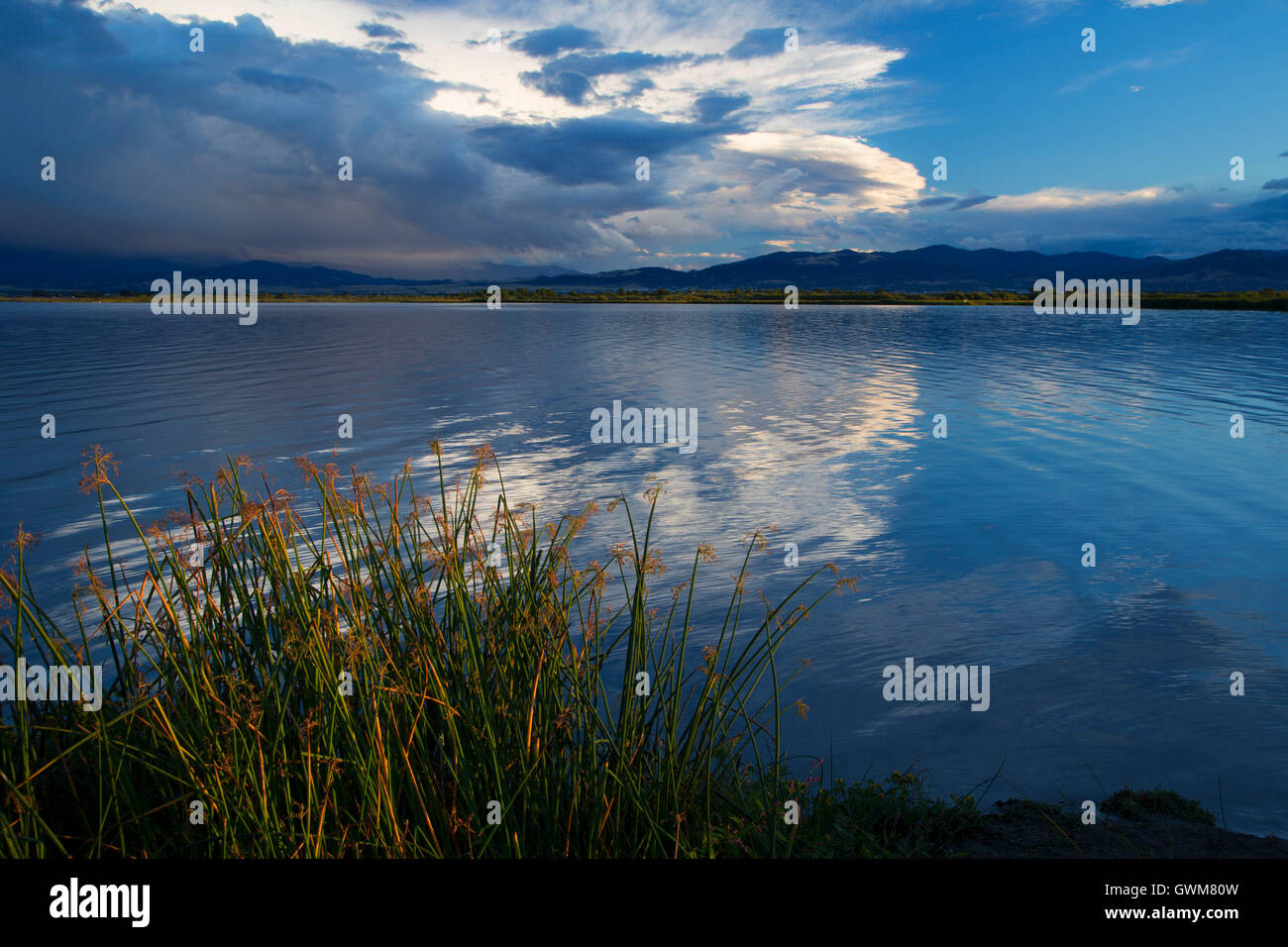 Lake Helena bulrush, Lake Helena Wildlife Management Area, Montana ...