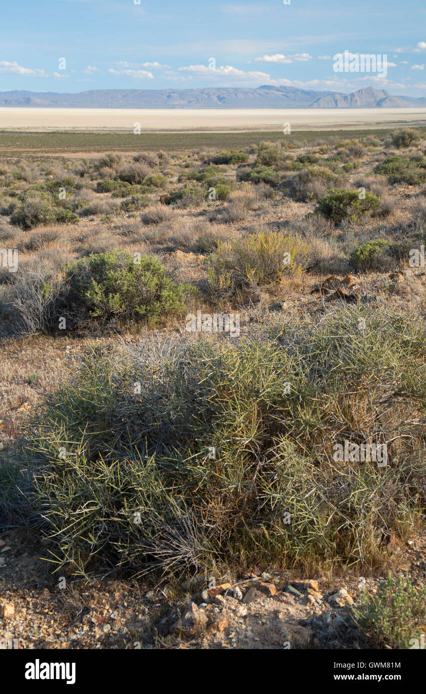 Black calico hi-res stock photography and images - Alamy