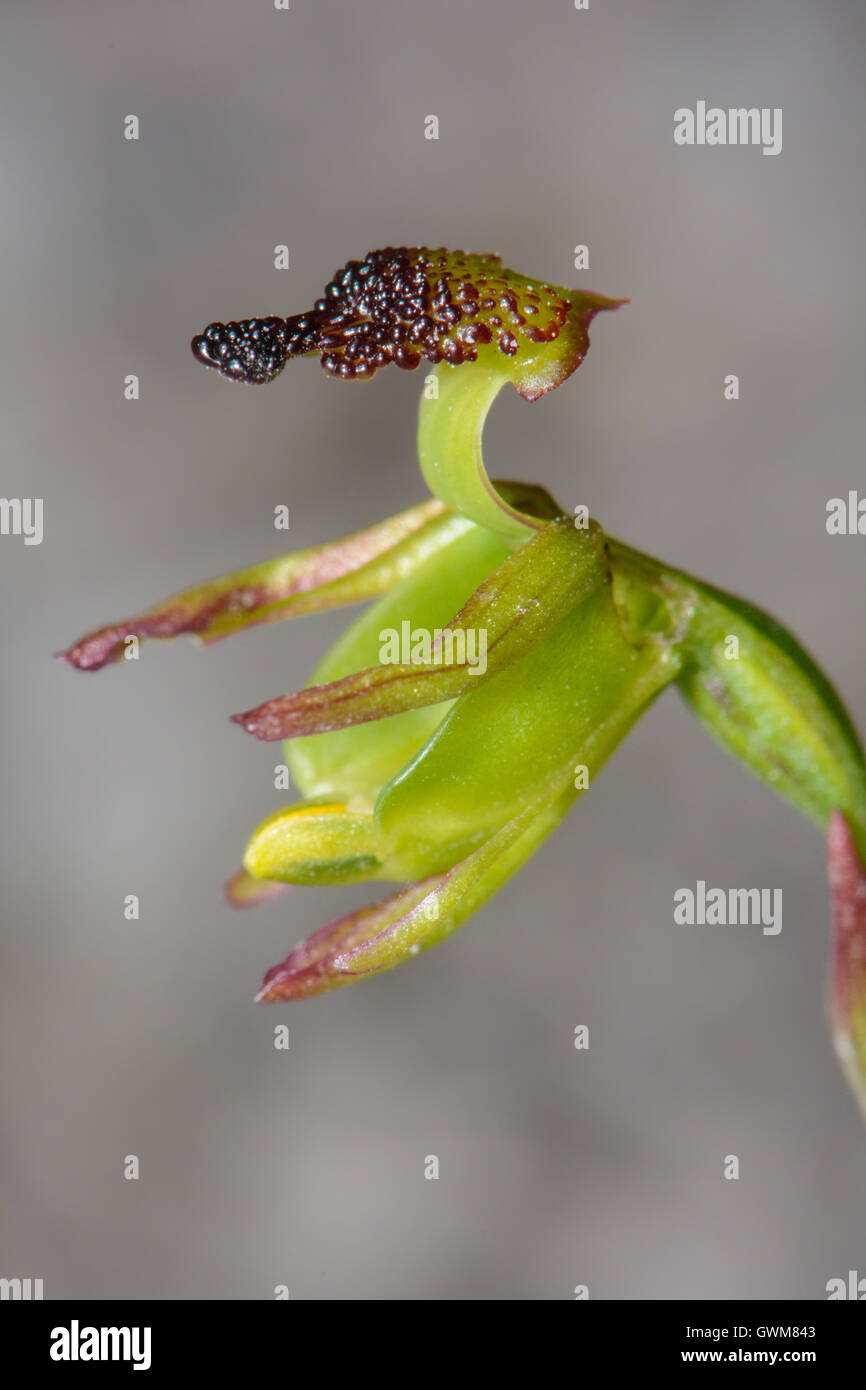 Small Duck Orchid Flower Stock Photo - Alamy