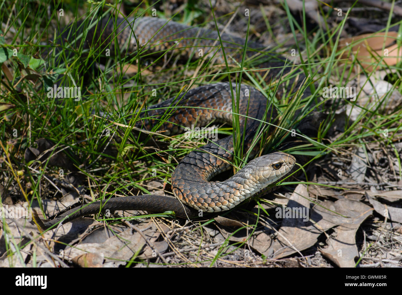 Copperhead snake hi-res stock photography and images - Alamy