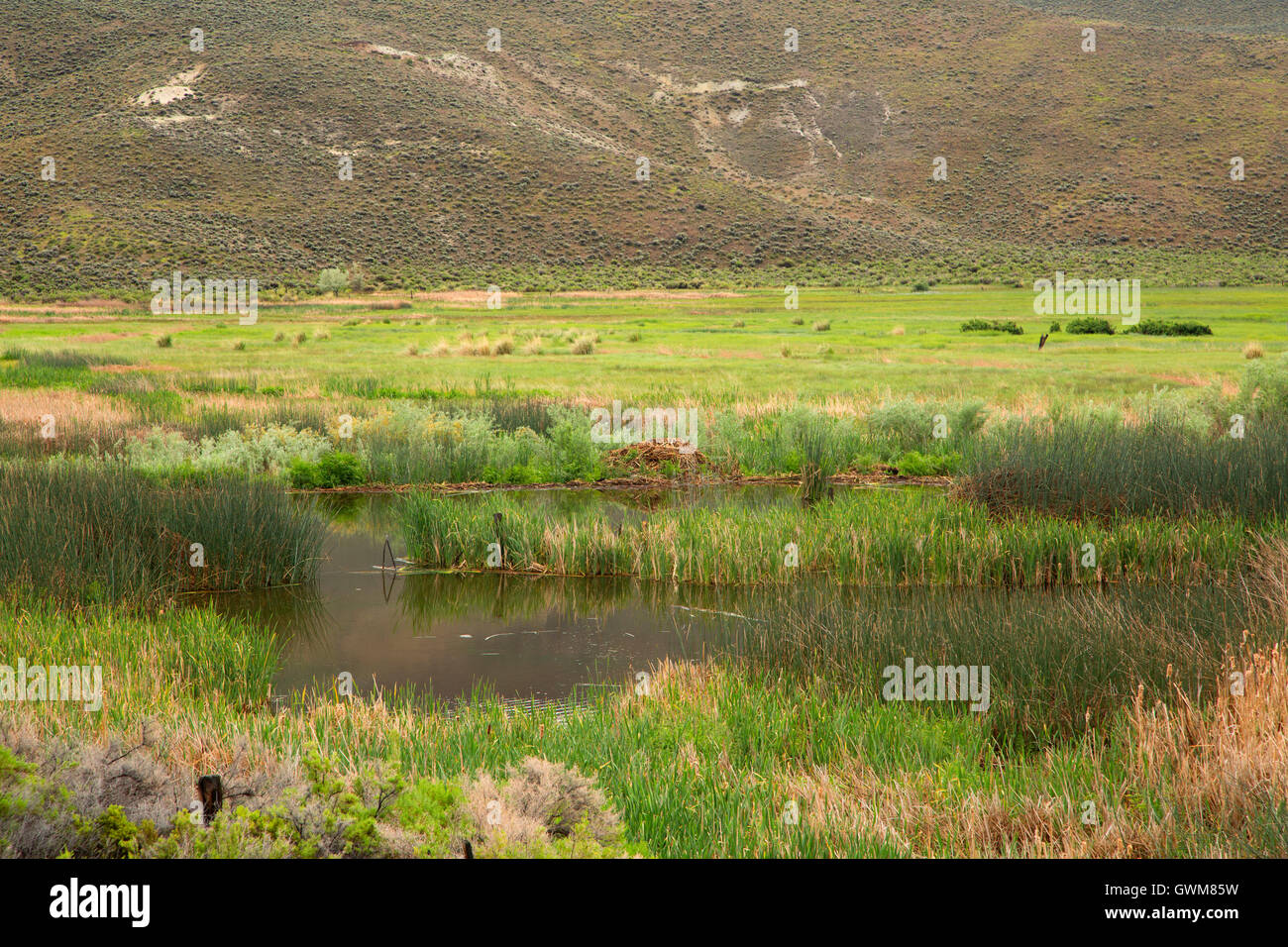 Pond at Virgin Valley Ranch, Sheldon National Wildlife Refuge, Nevada ...
