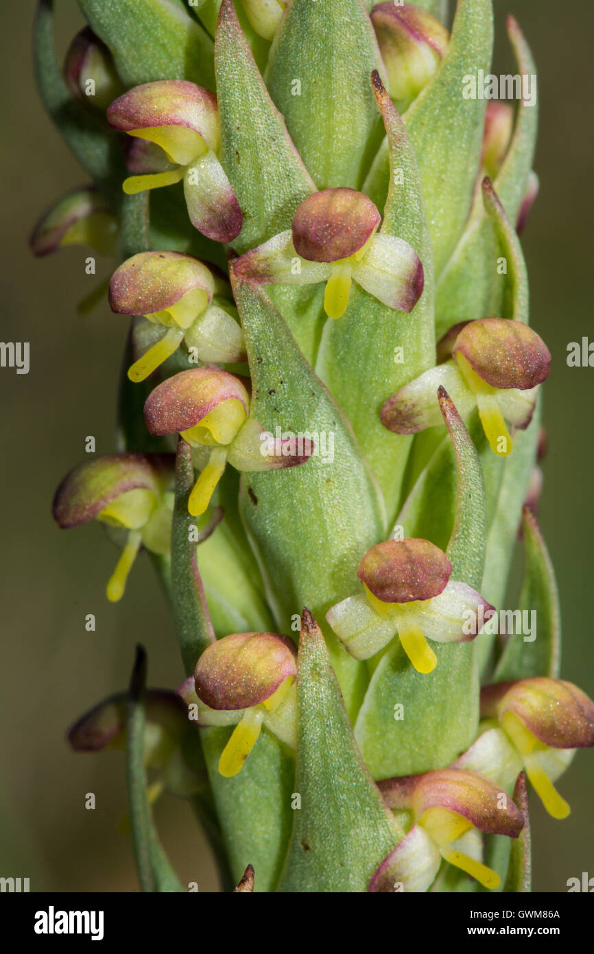 South African Weed Orchid Stock Photo - Alamy