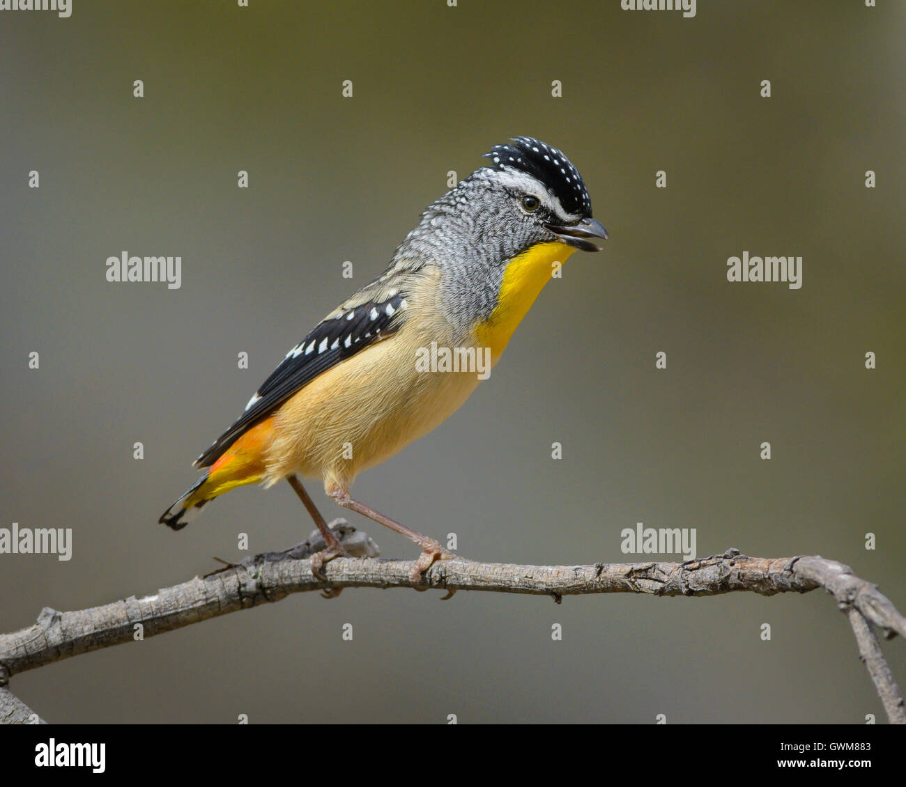 Spotted pardalote hi-res stock photography and images - Alamy