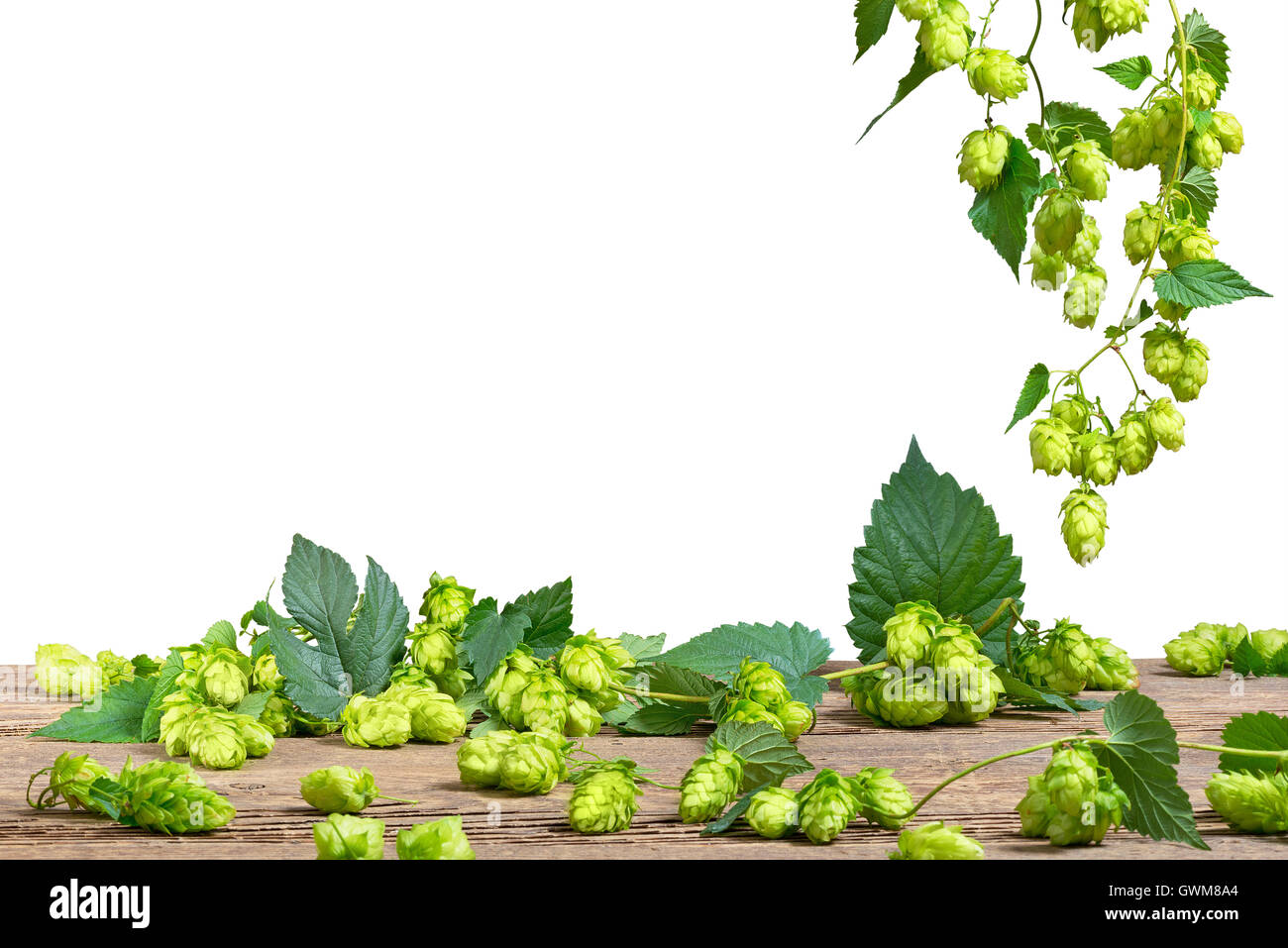 Isolated hops on the white background Stock Photo - Alamy