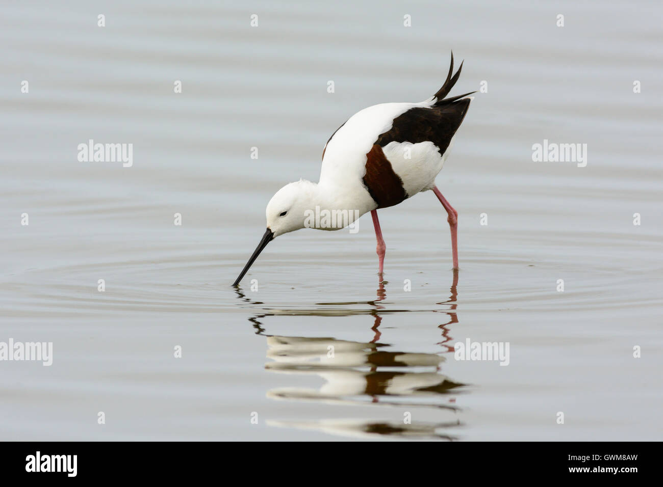 Cladorhynchus leucocephalus hi-res stock photography and images - Alamy