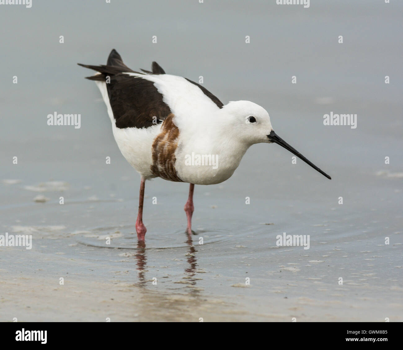 Australian stilt hi-res stock photography and images - Alamy