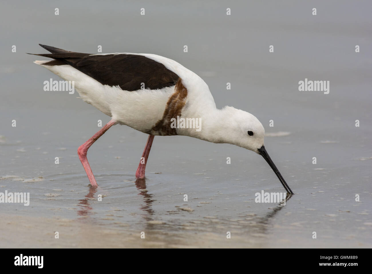 Australian stilt hi-res stock photography and images - Alamy