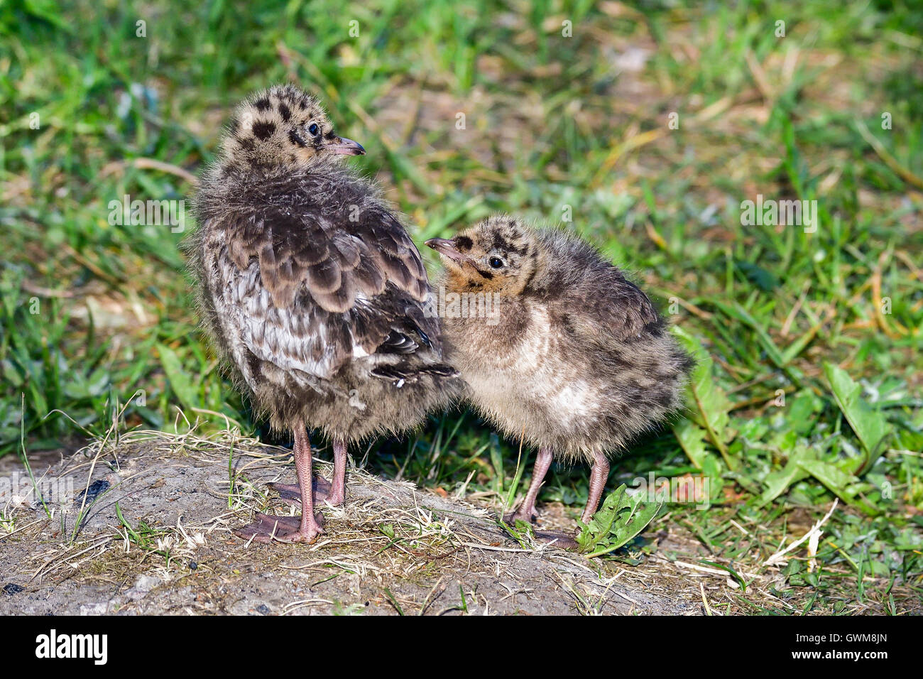 Gull with chick hi-res stock photography and images - Alamy