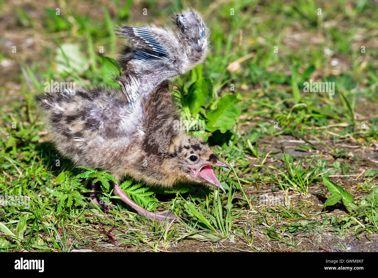 Gull stretching hi-res stock photography and images - Alamy