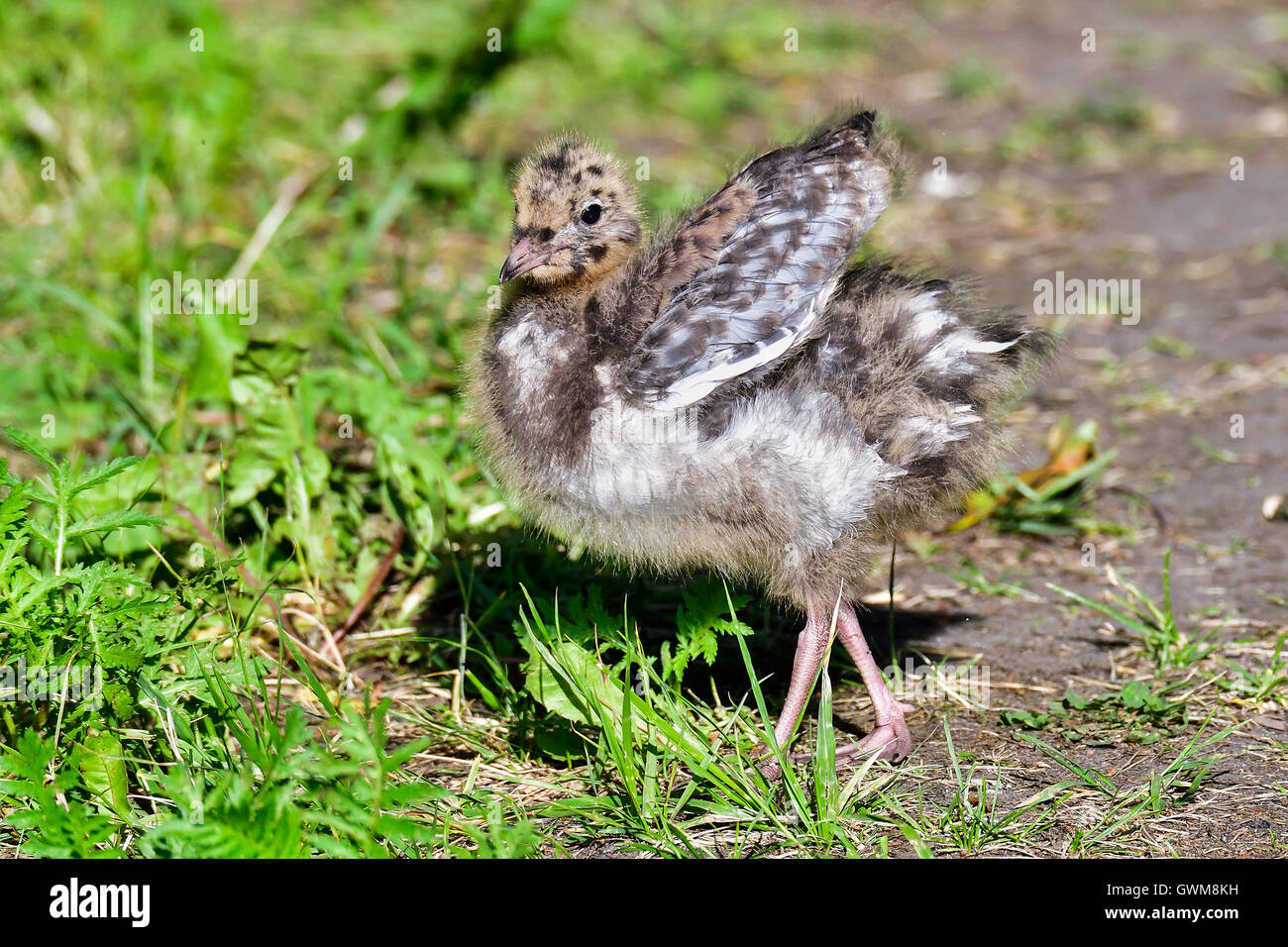 Gull stretching hi-res stock photography and images - Alamy