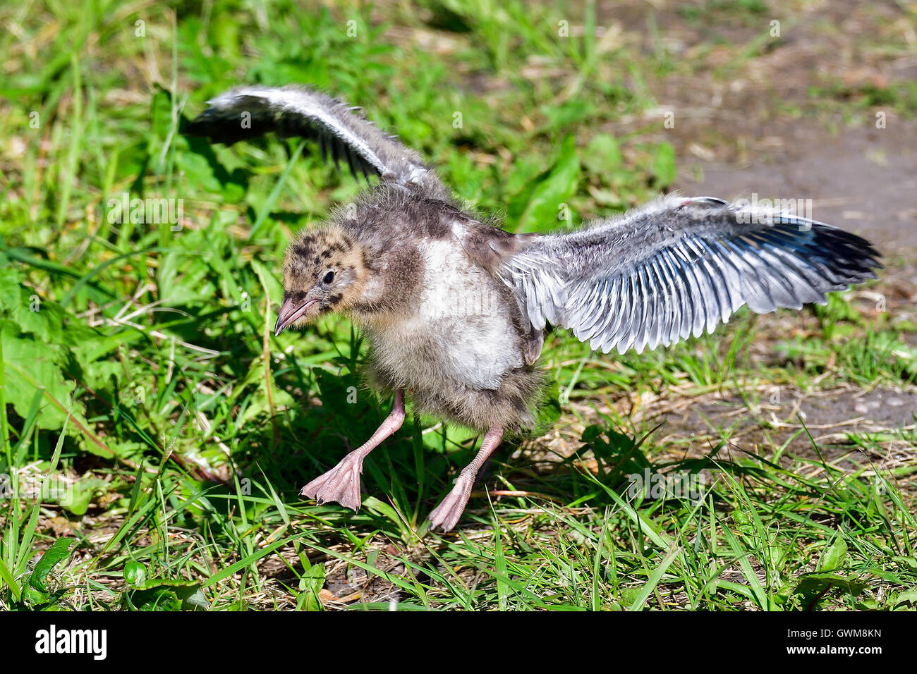 Gull stretching hi-res stock photography and images - Alamy
