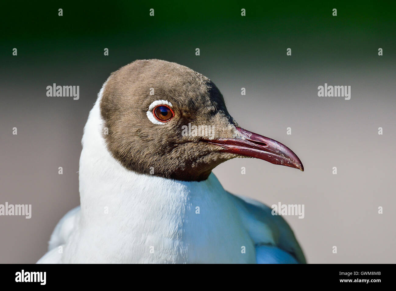 Gull face hi-res stock photography and images - Alamy