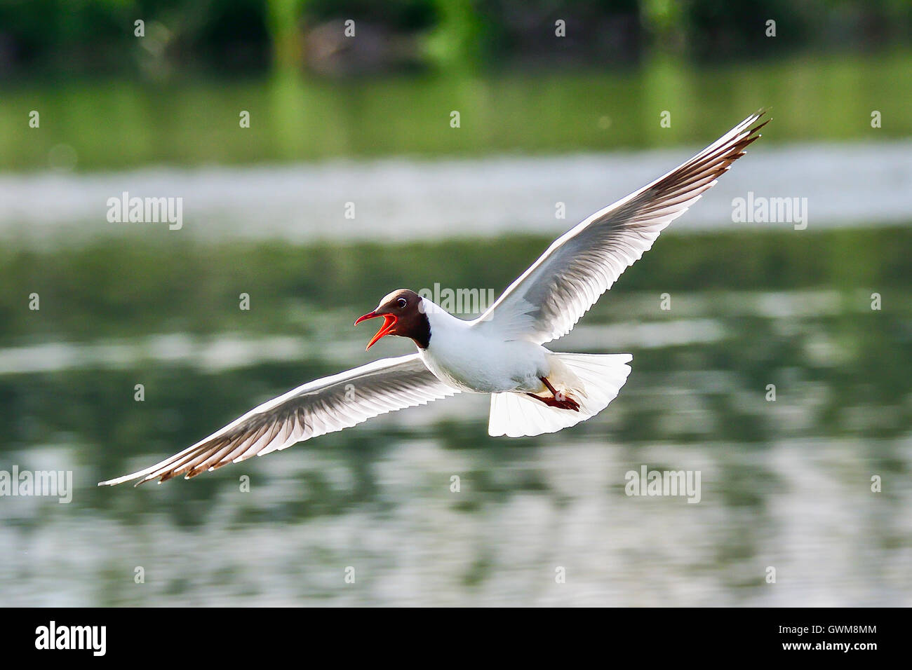 Gull call hi-res stock photography and images - Alamy