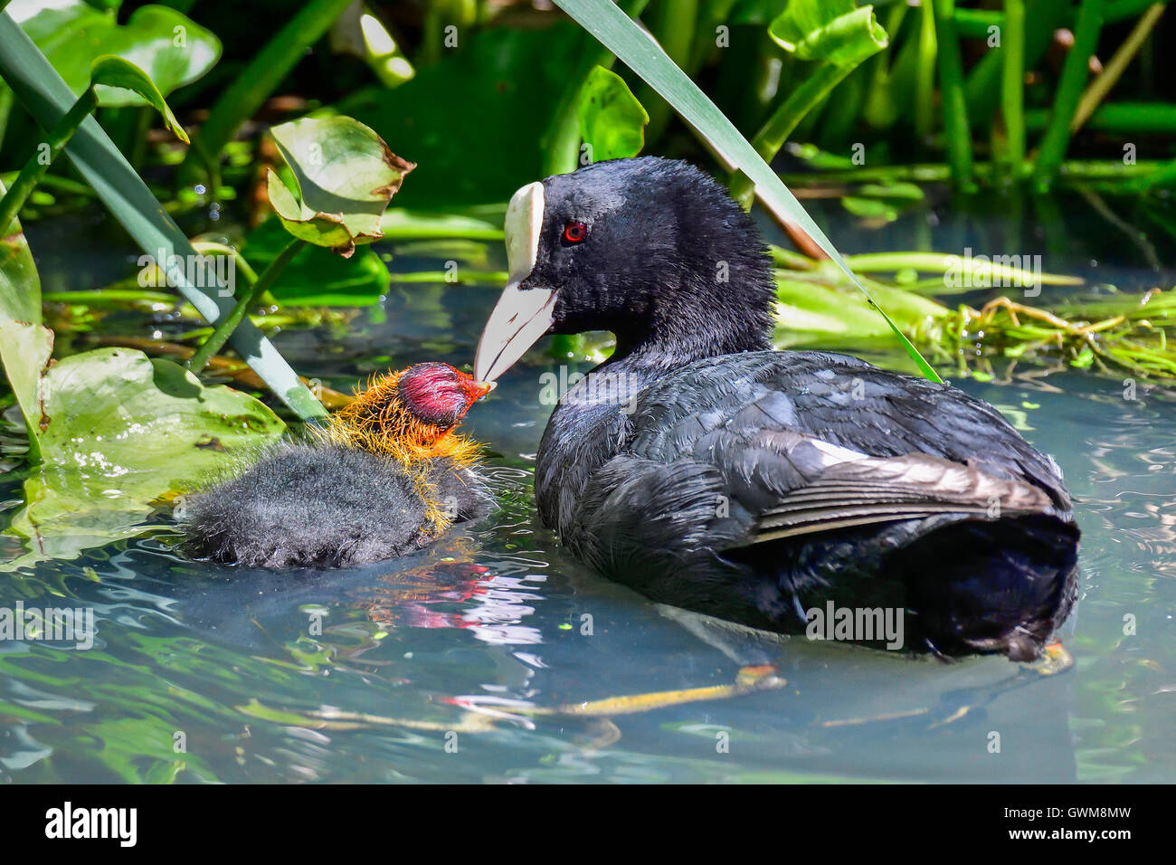 Juvenile coot hi-res stock photography and images - Alamy
