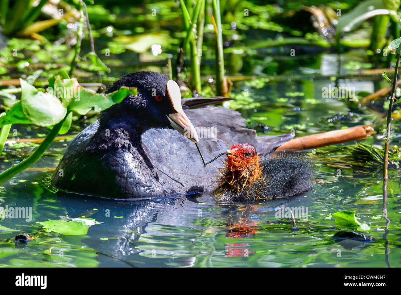 Juvenile coot hi-res stock photography and images - Alamy
