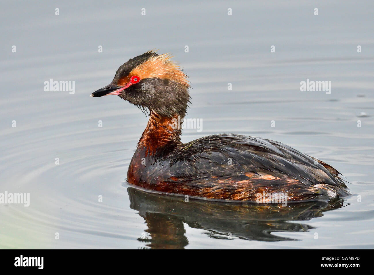 Grebe water bird hi-res stock photography and images - Alamy