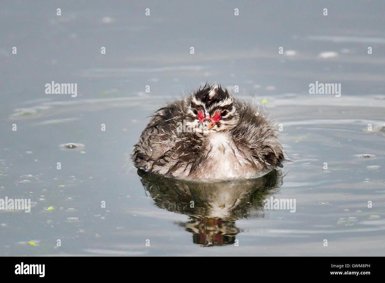 Slavonian grebe horned podiceps hi-res stock photography and images - Alamy
