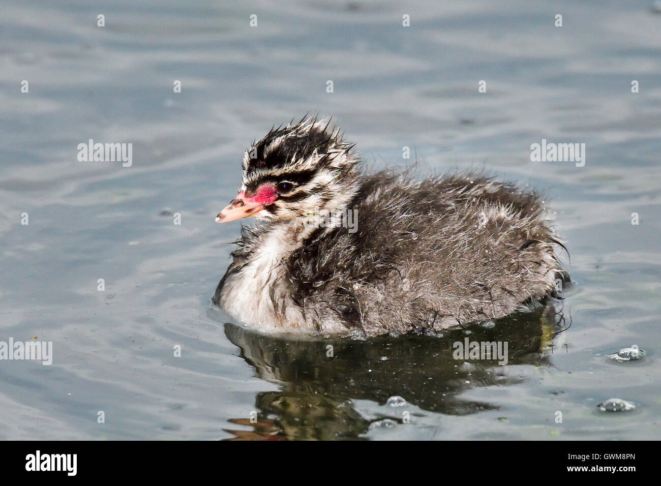 Slavonian grebe juvenile hi-res stock photography and images - Alamy