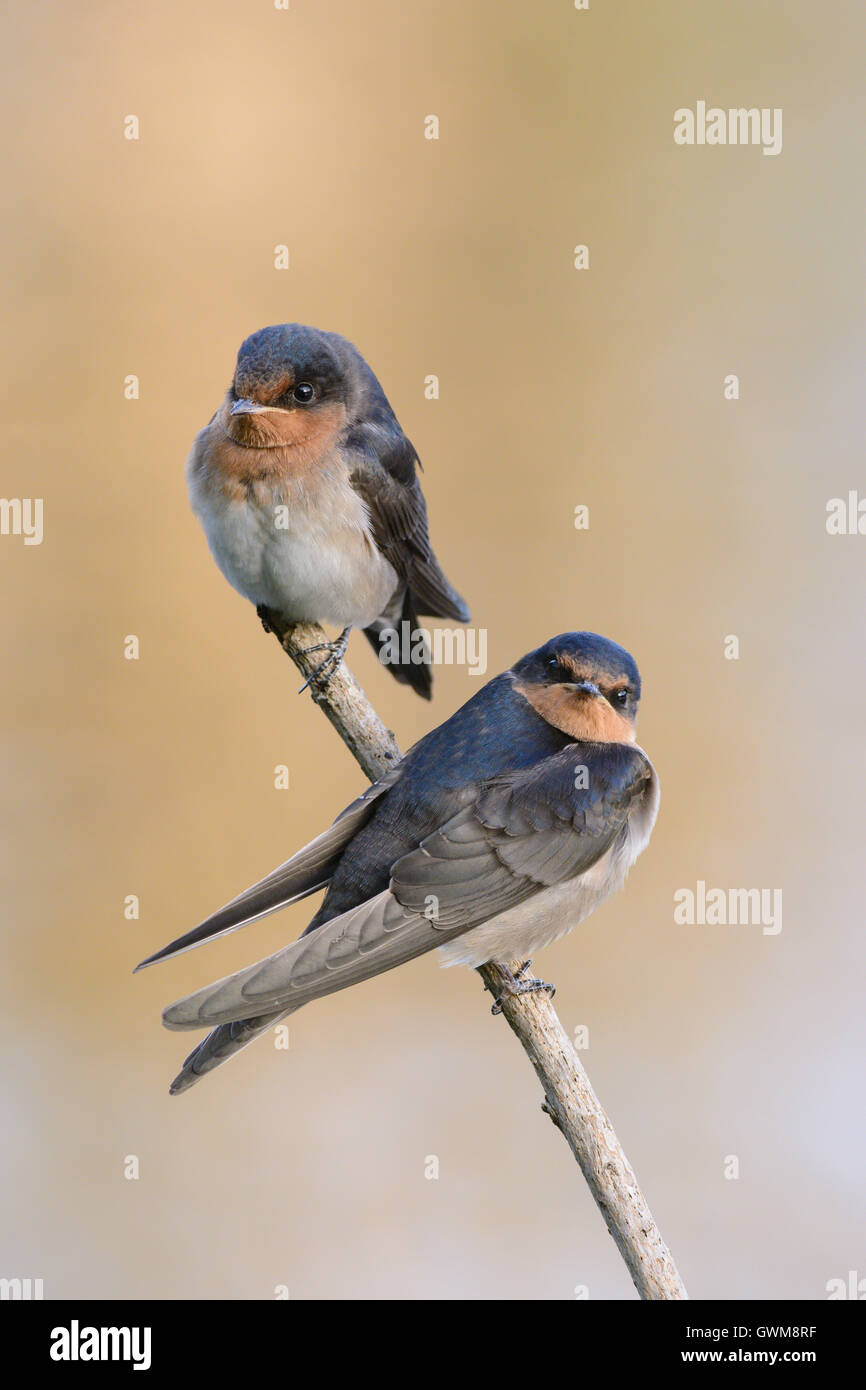 Welcome swallow hi-res stock photography and images - Alamy