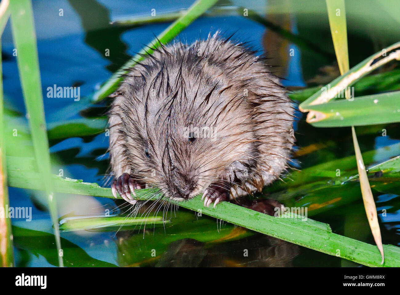 Rodent with whiskers hi-res stock photography and images - Alamy