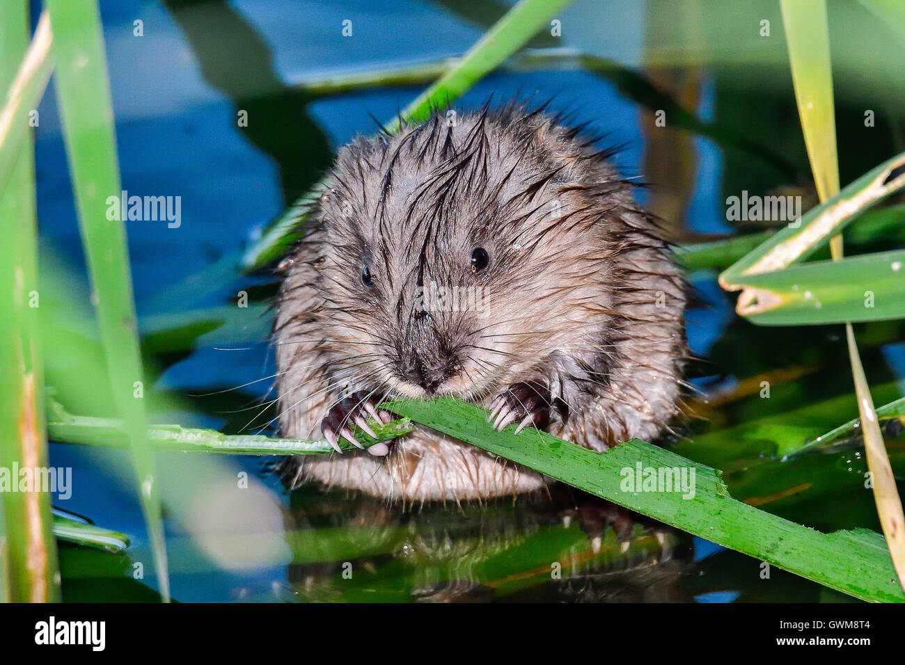 Muskrat Up Close High Resolution Stock Photography and Images - Alamy