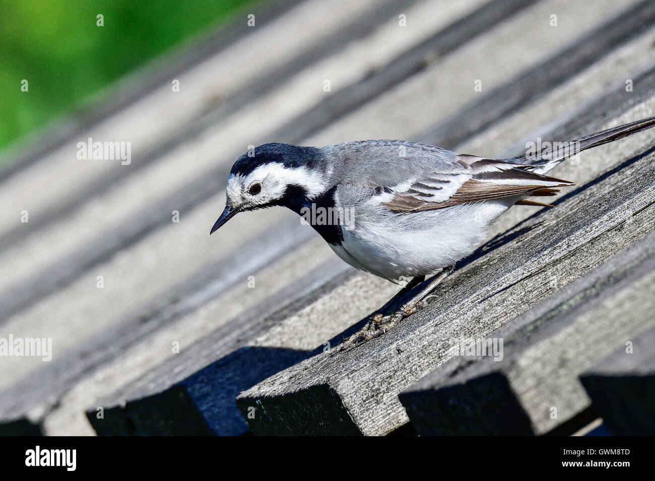 The wagtail hi-res stock photography and images - Alamy