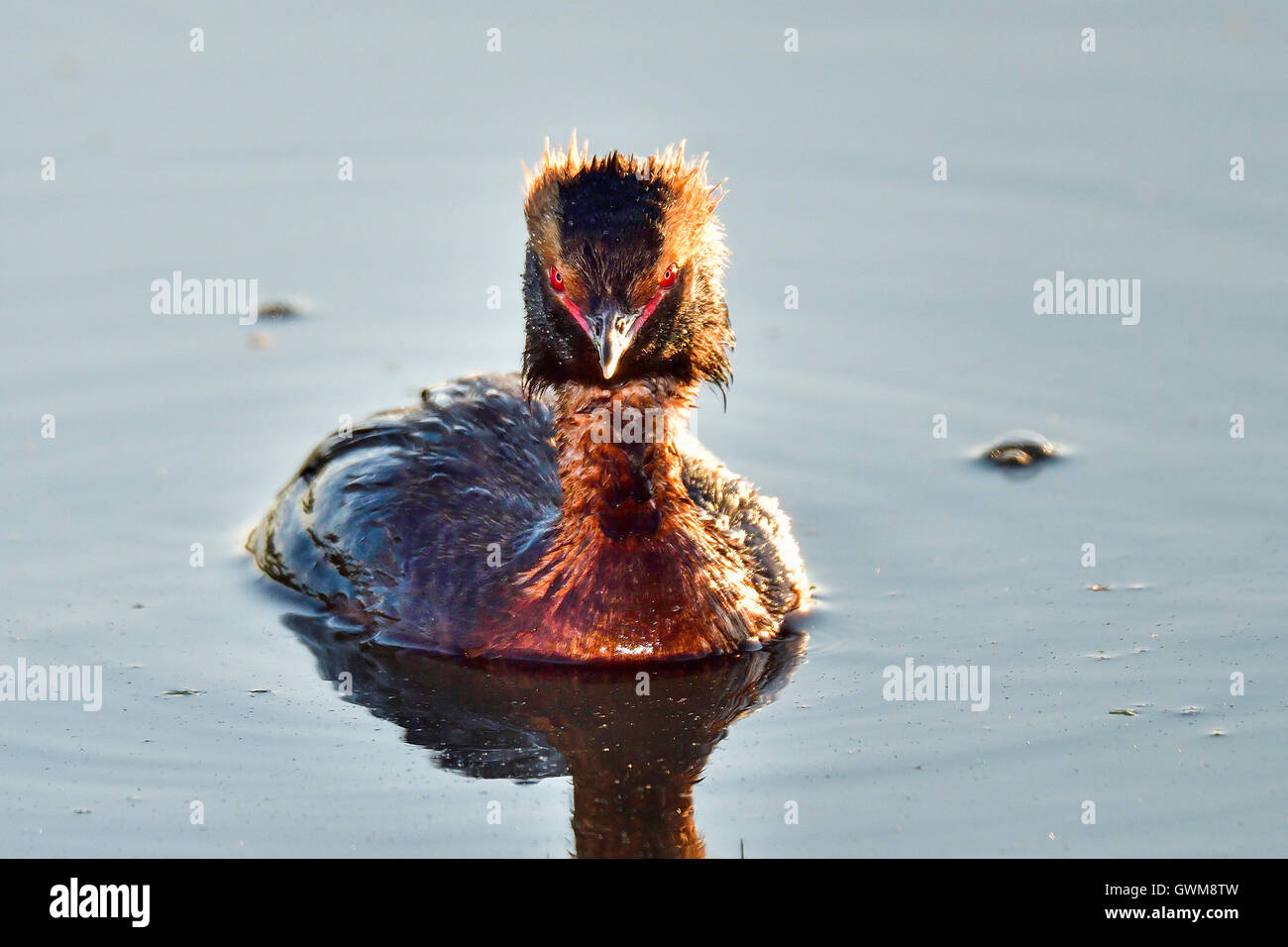 Horned bird hi-res stock photography and images - Alamy