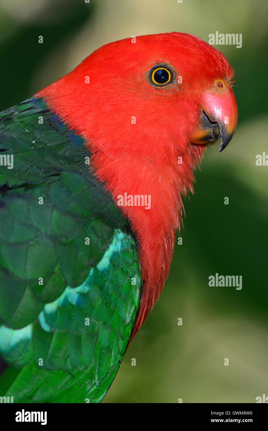King parrot hi-res stock photography and images - Alamy