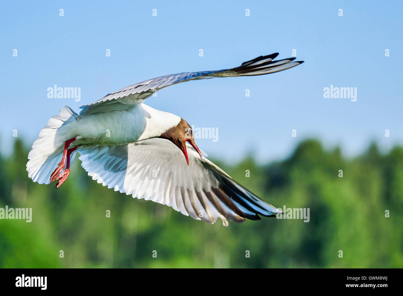 Black And White Gull High Resolution Stock Photography and Images - Alamy