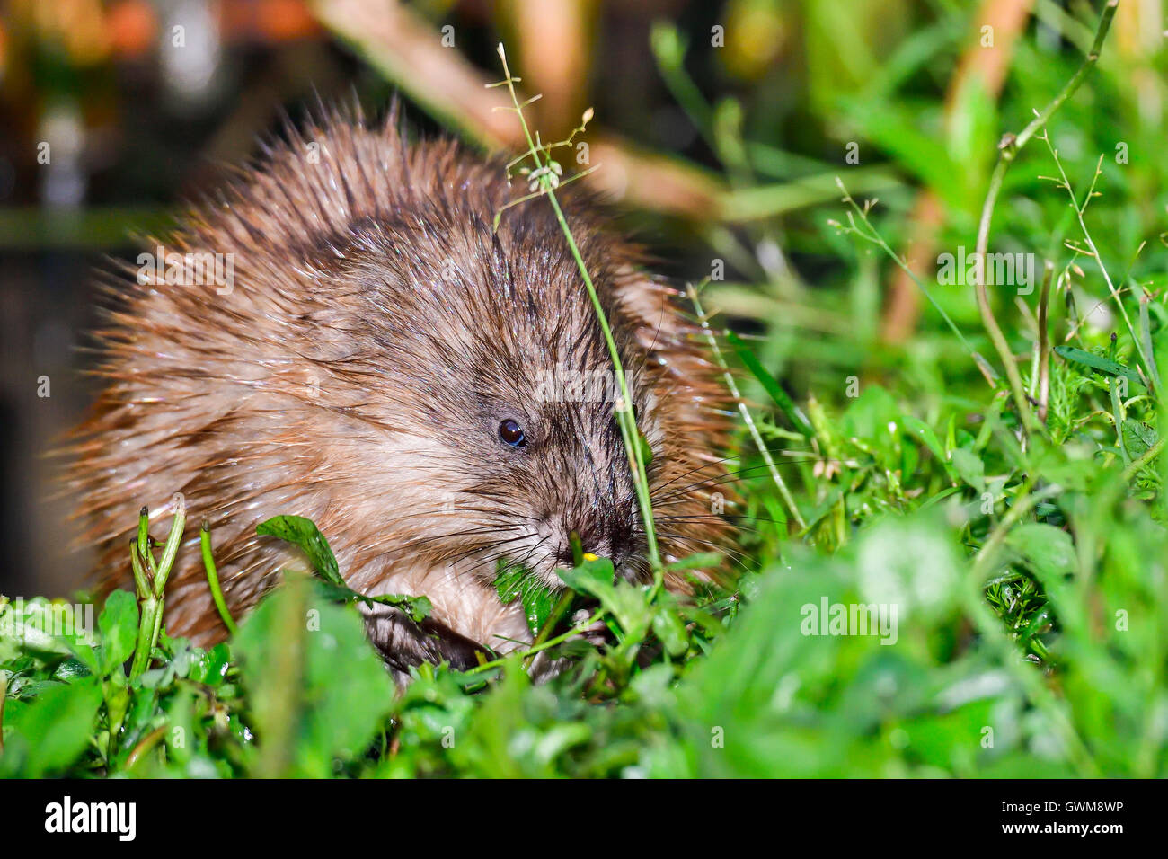 Muskrat hi-res stock photography and images - Alamy