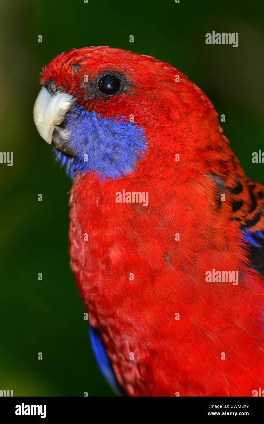 Australian rosella hi-res stock photography and images - Alamy