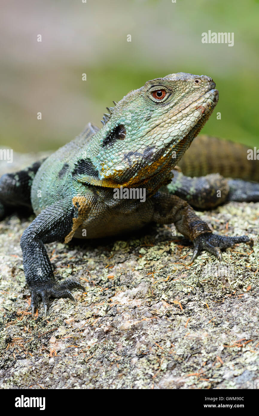 Gippsland Water Dragon basking Stock Photo - Alamy