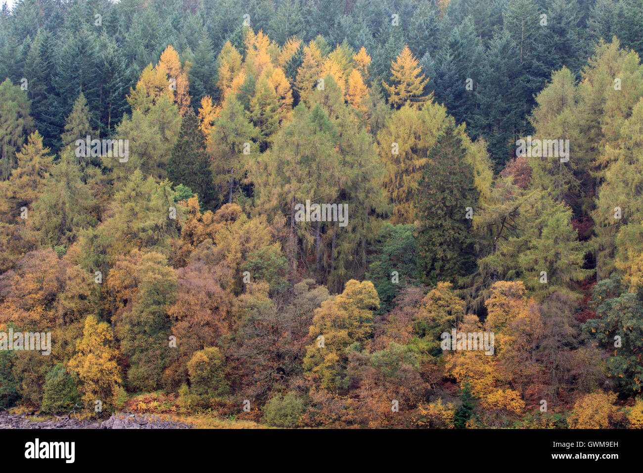 Beautiful and Colorful Autumn forest Leaves Stock Photo - Alamy