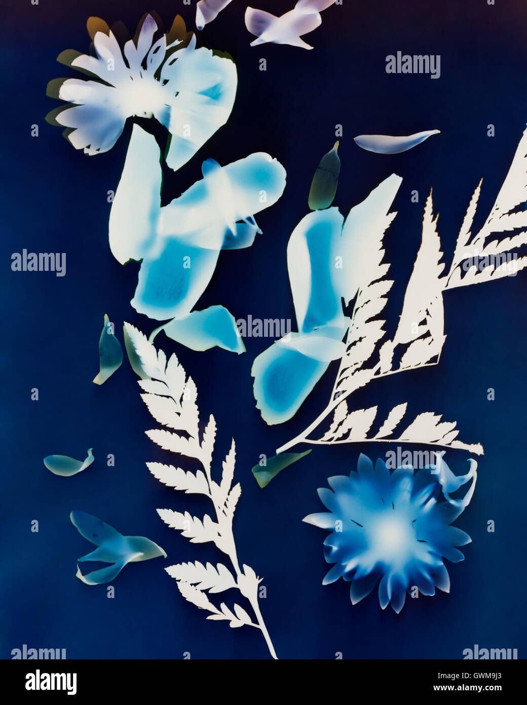 A photogram of flowers and leaves made before the digital revolution ...