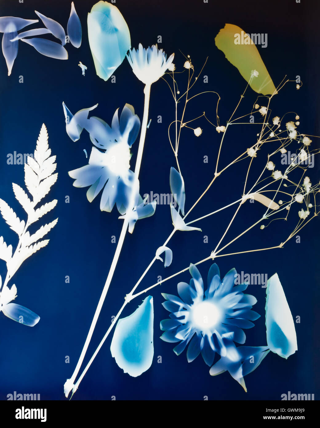 A photogram of flowers and leaves made before the digital revolution ...