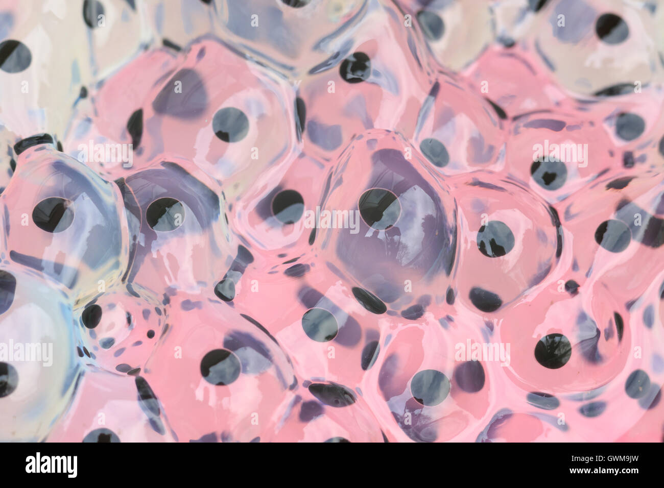 Frogspawn closeup hi-res stock photography and images - Alamy
