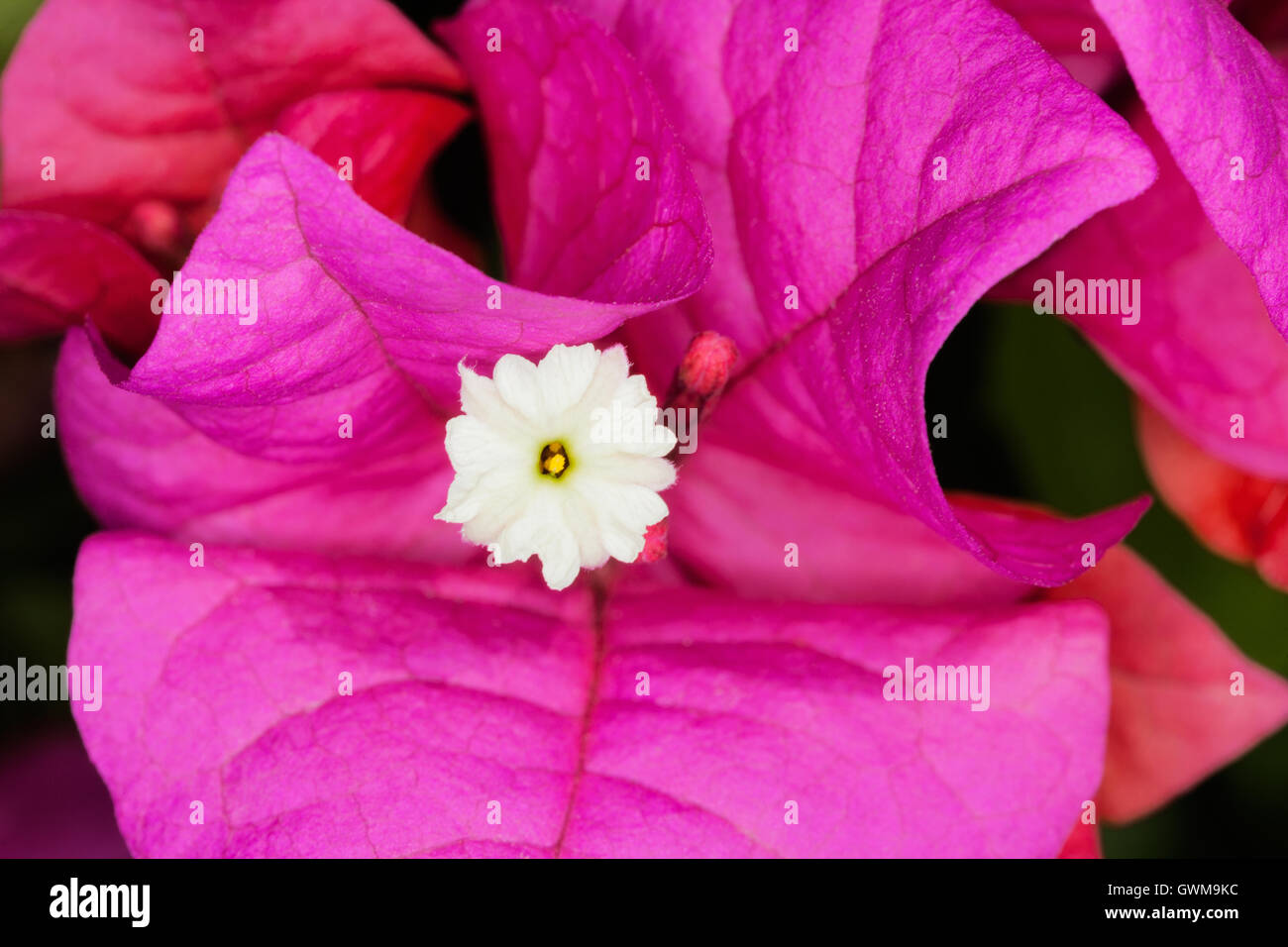 Close-up of a pink bougainvillea bract with the tiny white flower in ...