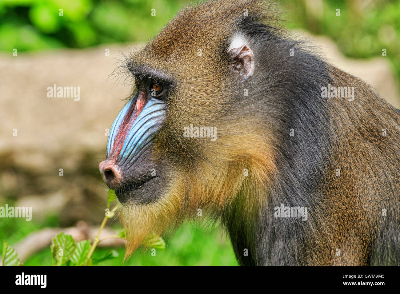 Mandrills hi-res stock photography and images - Alamy