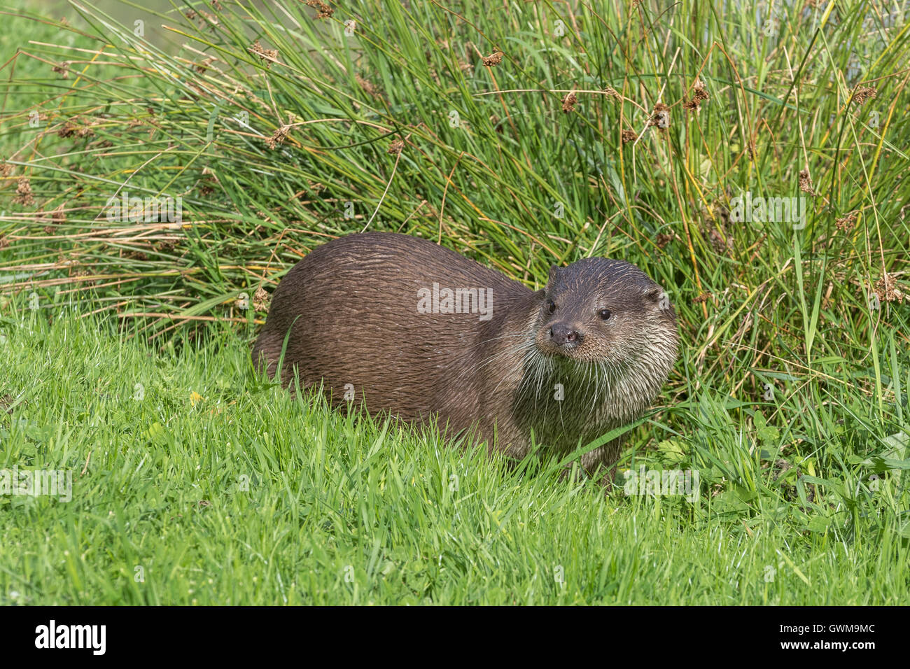 Otter (Lutra lutra) in the wild Stock Photo - Alamy