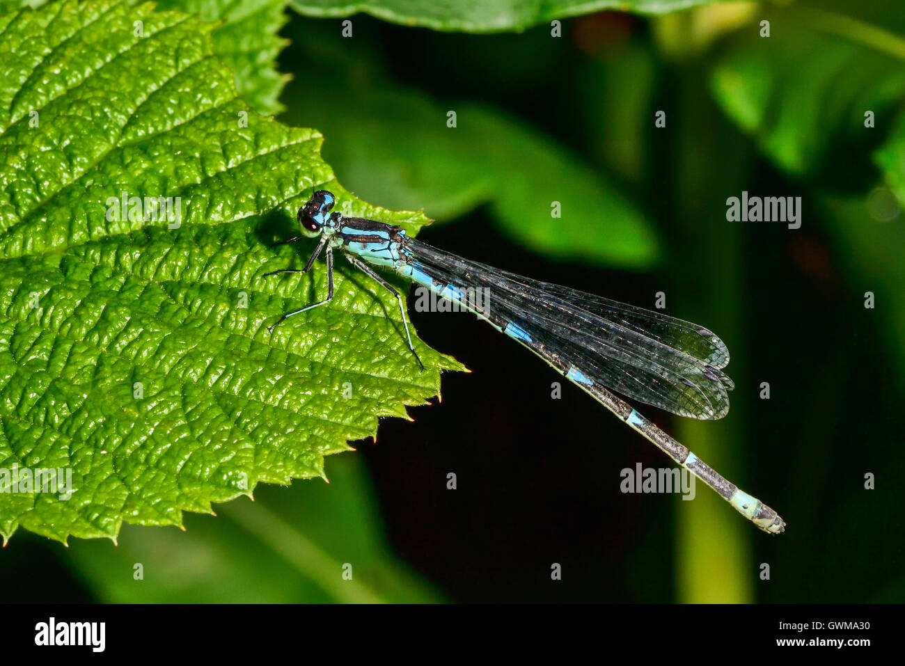 Common blue damselfly Stock Photo - Alamy