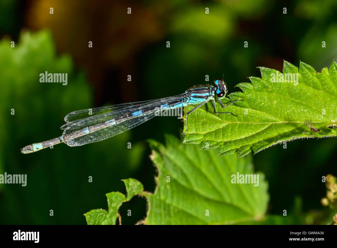 Common blue damselfly Stock Photo - Alamy