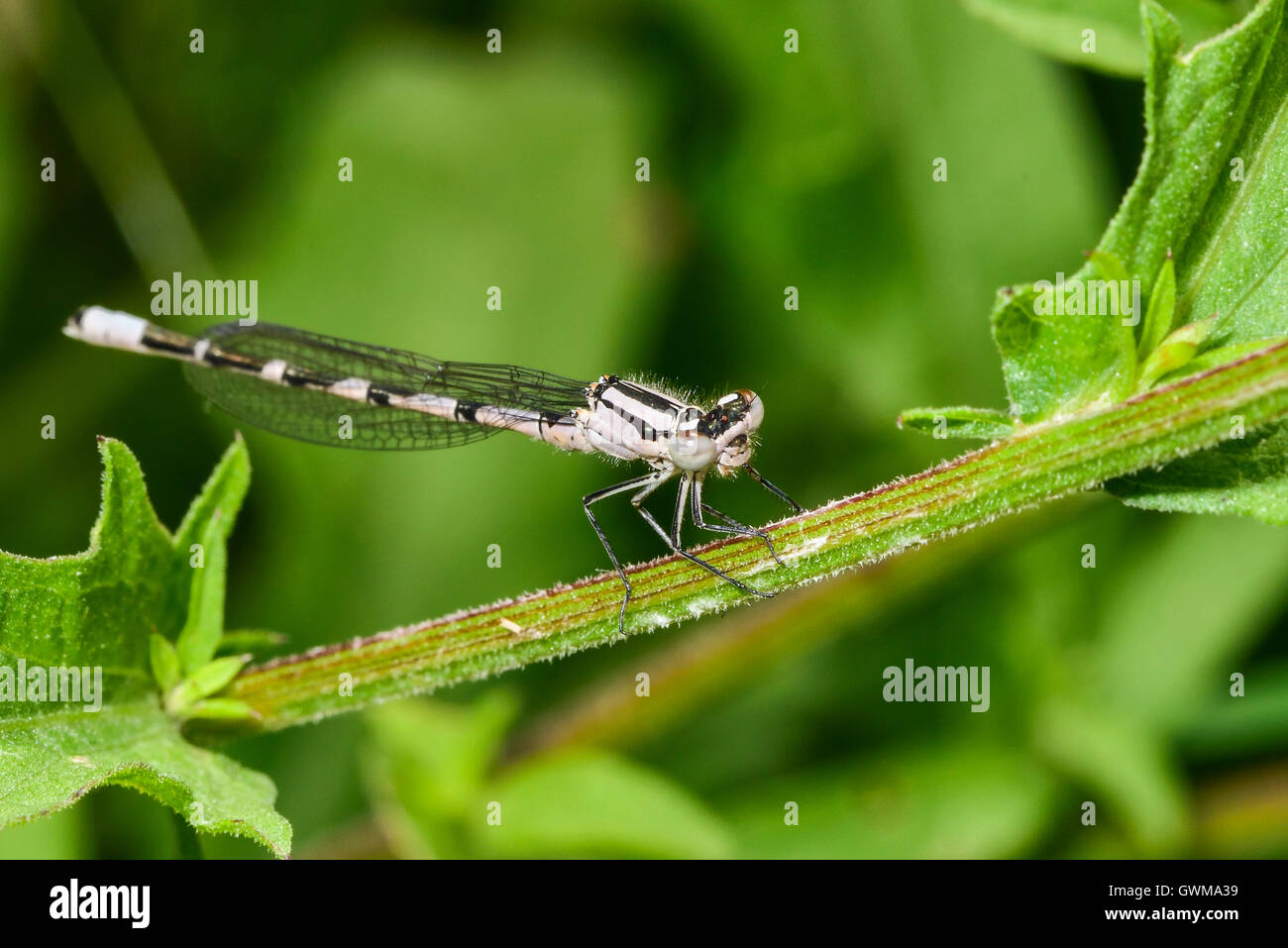 Common blue damselfly Stock Photo - Alamy