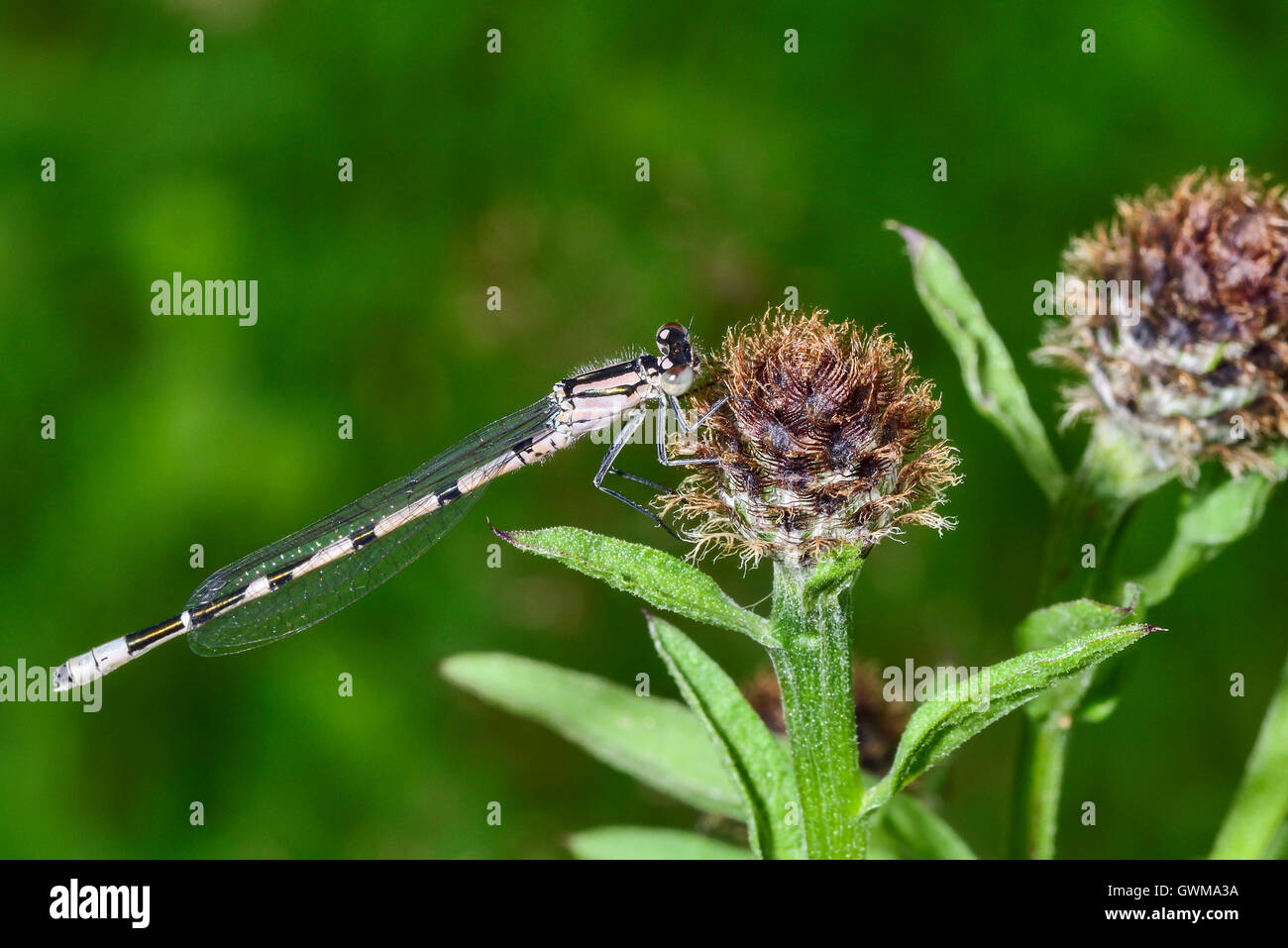 Common blue damselfly Stock Photo - Alamy
