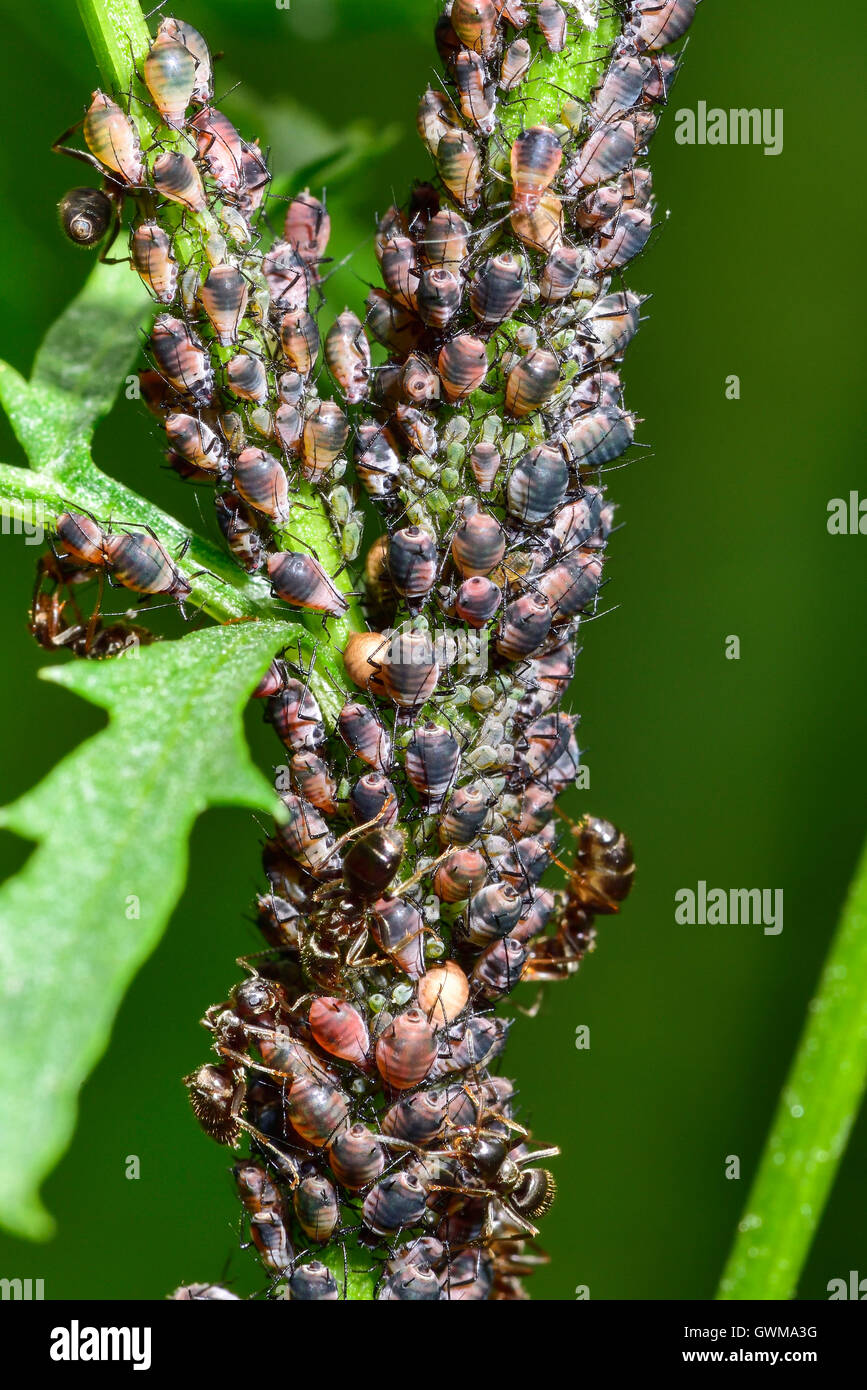Sap sucking insect hi-res stock photography and images - Alamy